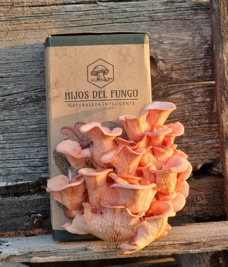 Girgolas Rosadas | Hijos del Fungo