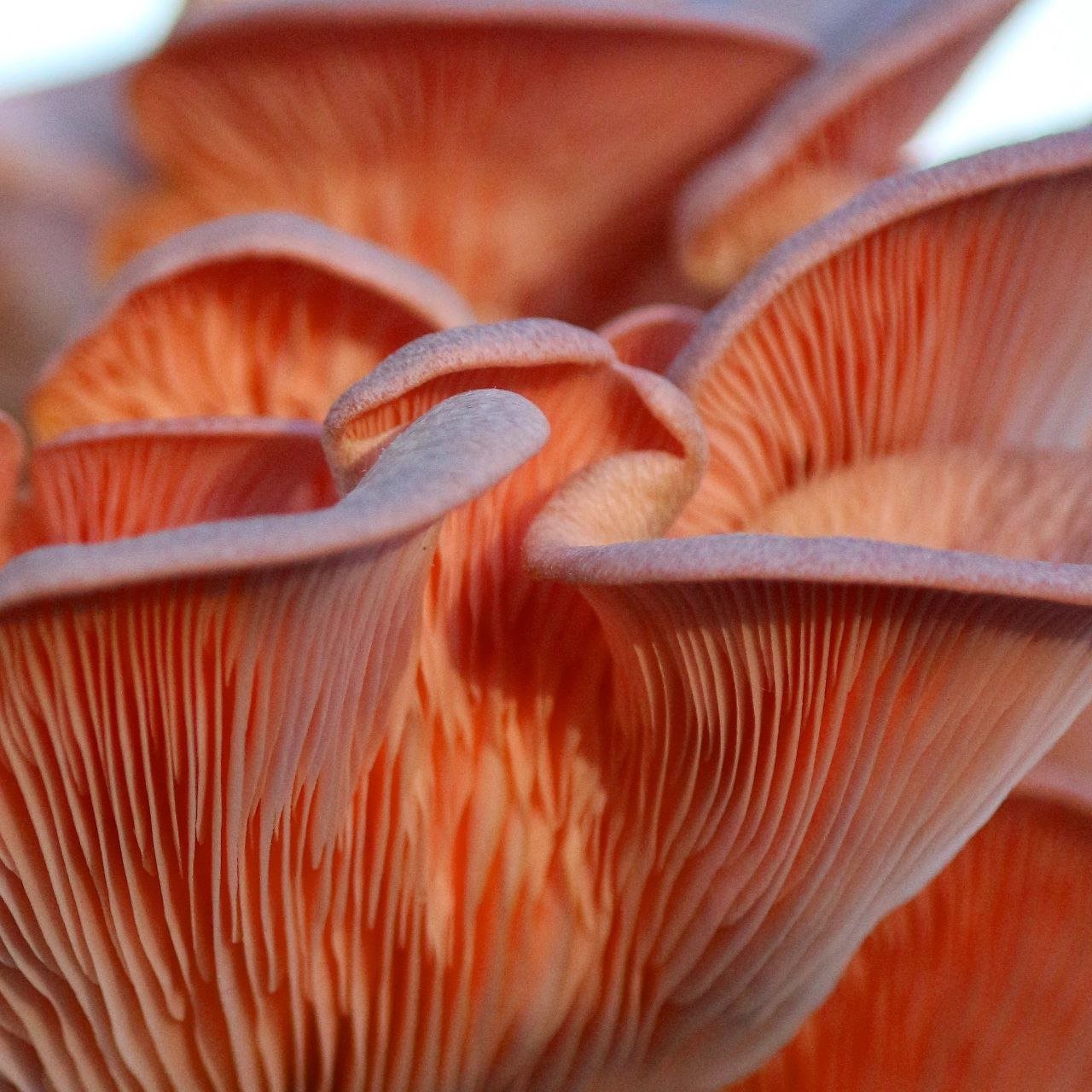 Girgolas Rosadas | Hijos del Fungo